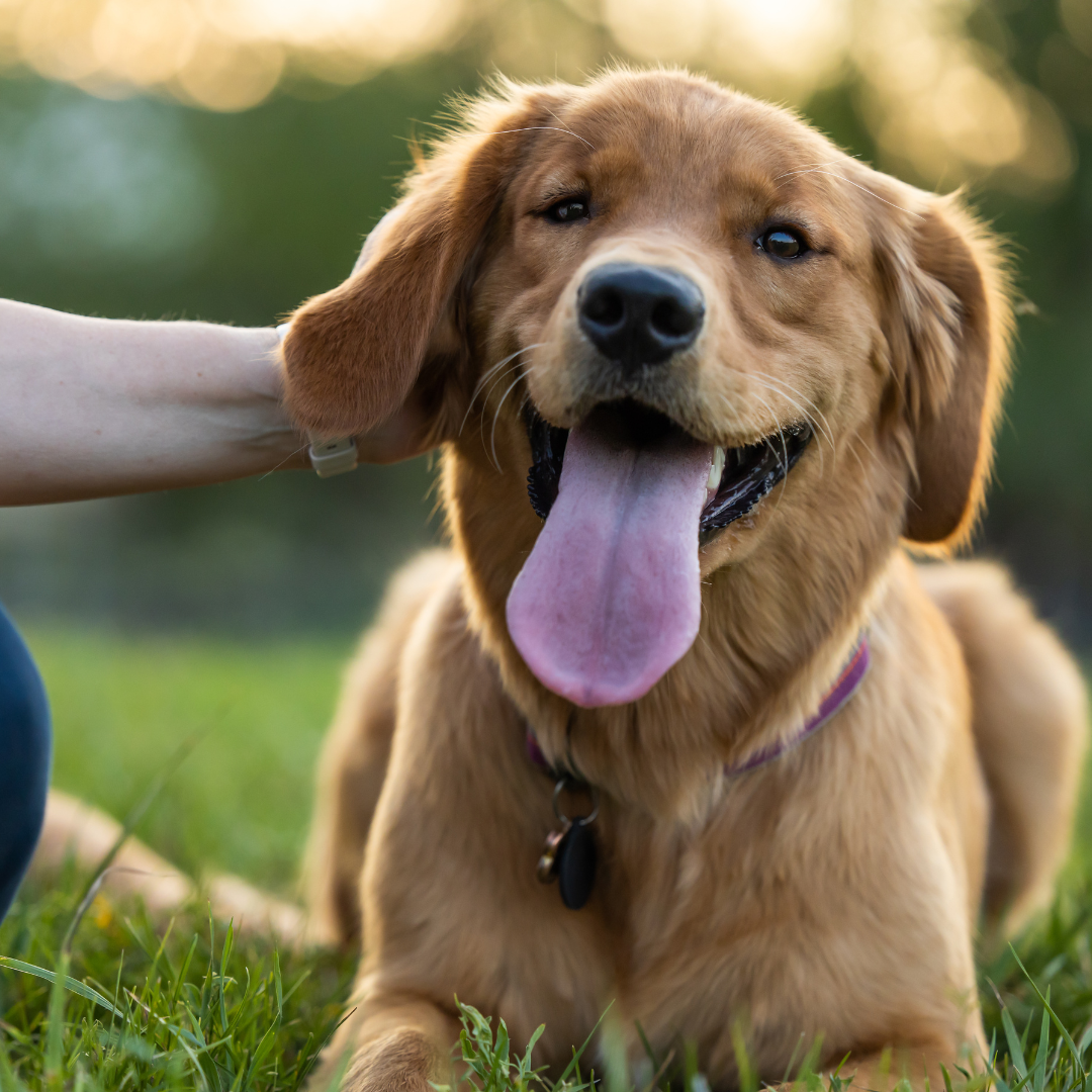 Harnessing the Power of Animal Interactions for Individuals with Autism ...